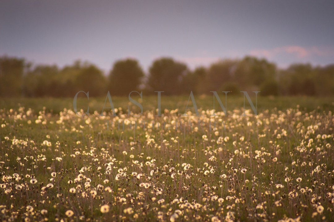 Glowing Field Digital Photography Backdrop Background - Etsy