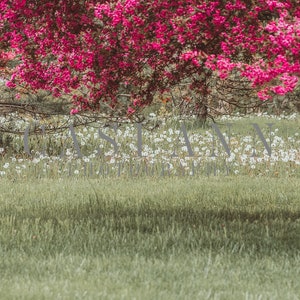 Pink Spring Tree Digital Photography Backdrop Background - Etsy