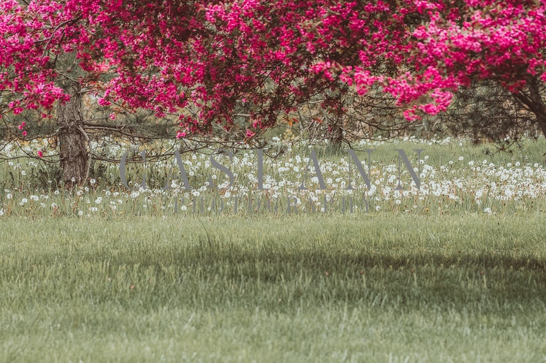 Pink Spring Tree Digital Photography Backdrop Background - Etsy