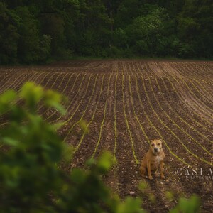 Overcast Farm Field Digital Photography Backdrop Background - Etsy