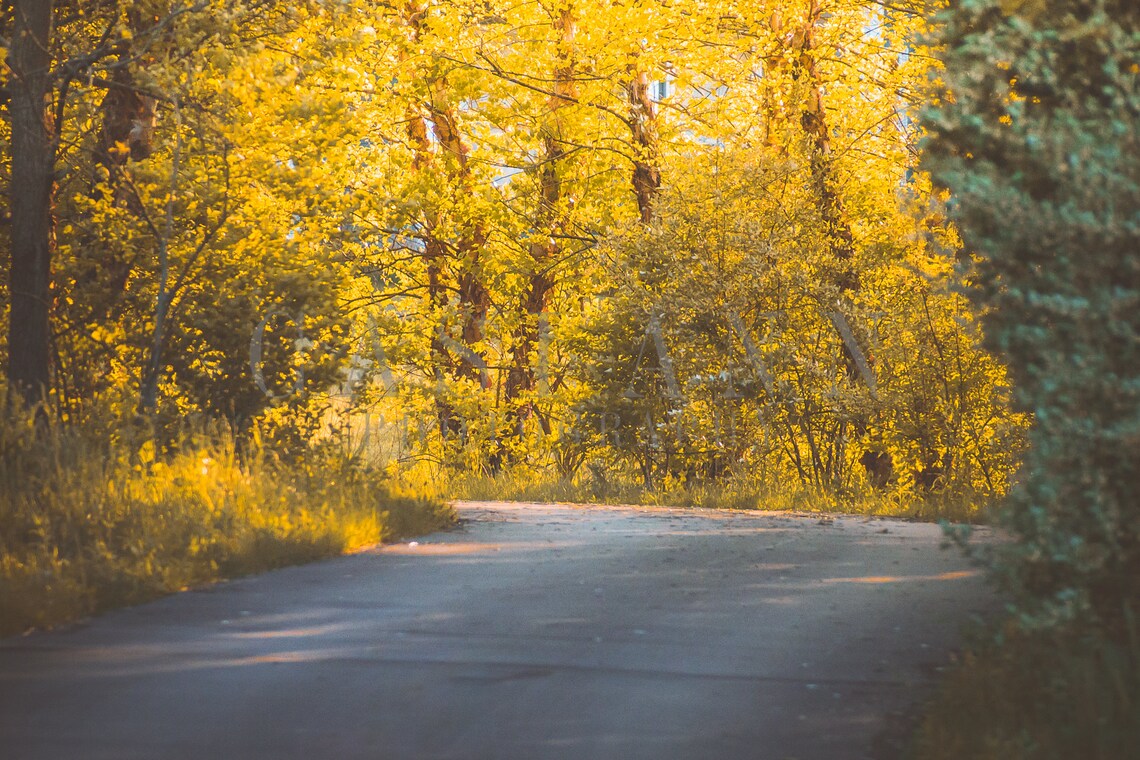 Fall Drive Digital Photography Backdrop | Etsy