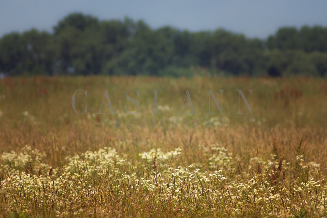 Warm Summer Field Digital Photography Backdrop Background - Etsy