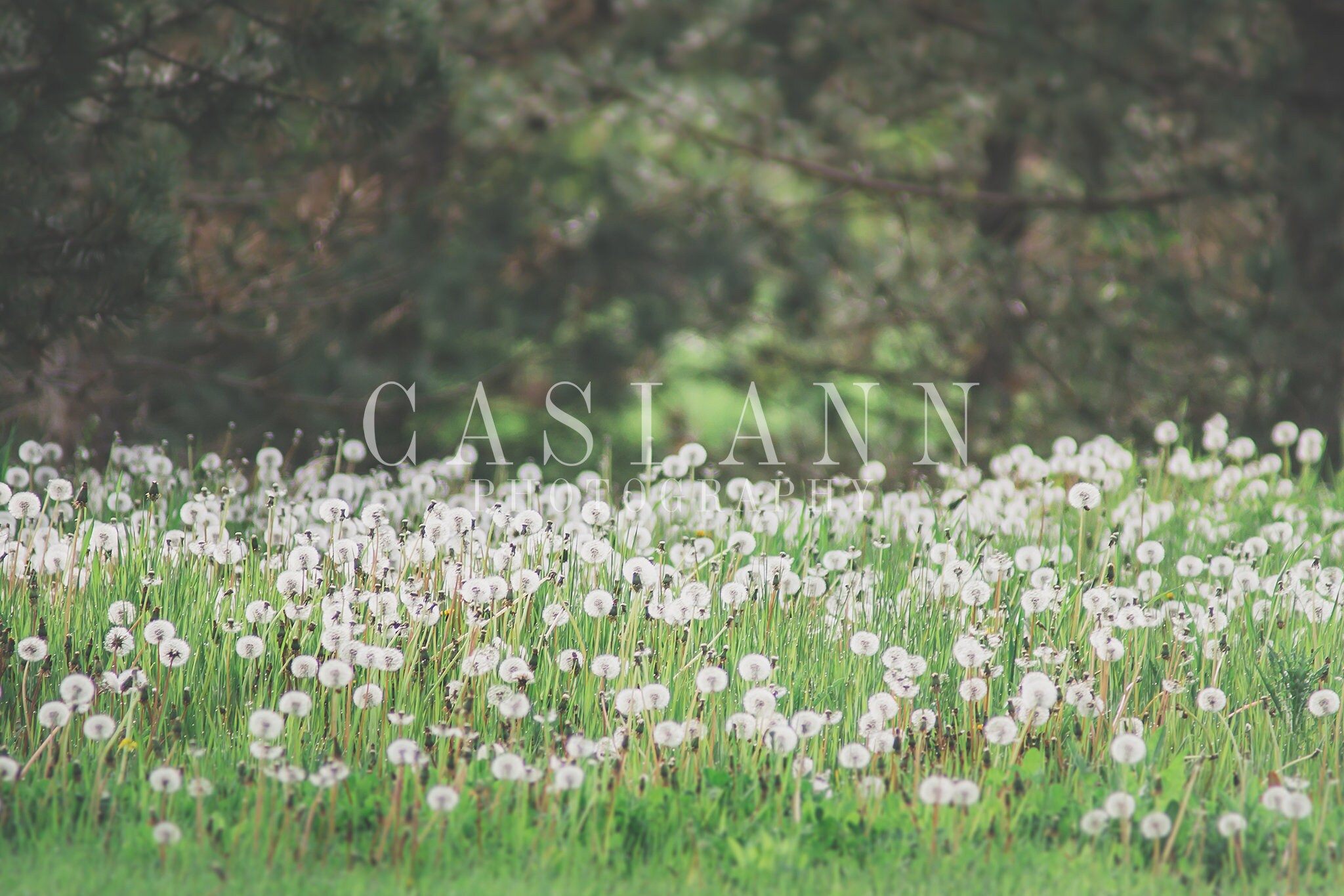 Dandelion Field Background