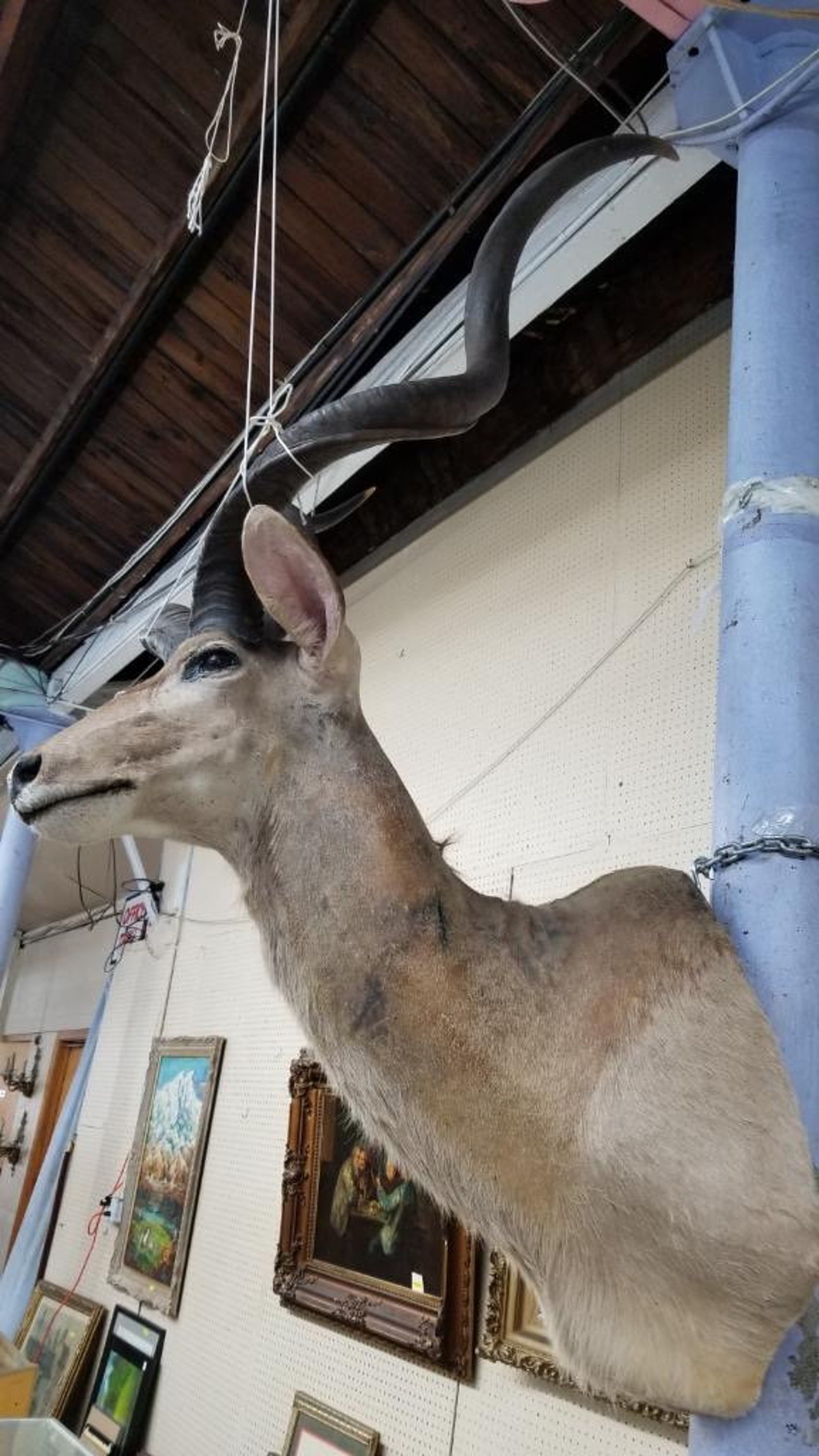 Vintage Greater Kudu Taxidermy Shoulder Mount Wall Decor | Etsy