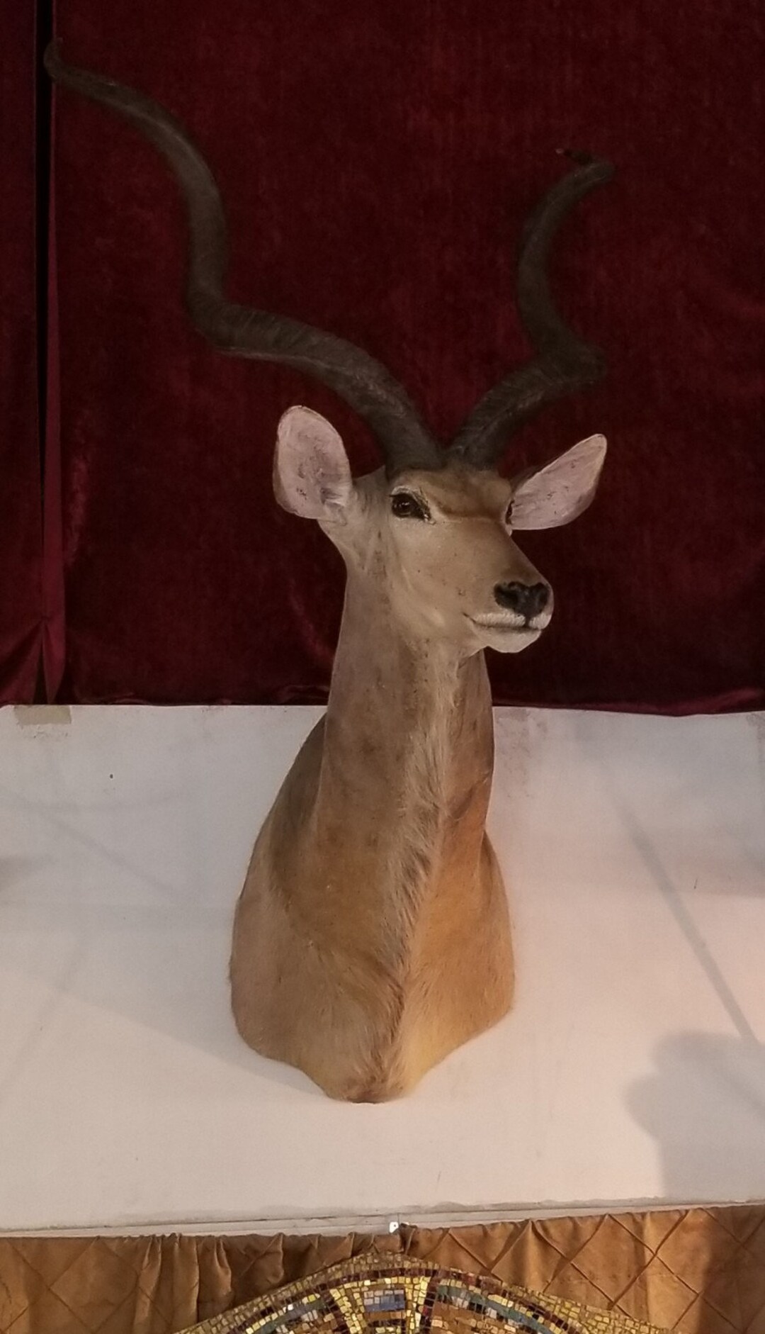 Vintage Greater Kudu Taxidermy Shoulder Mount Wall Decor - Etsy