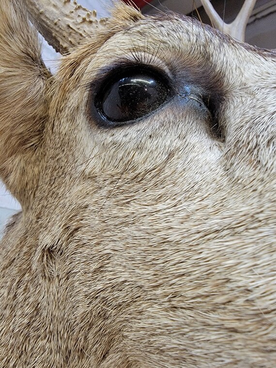 Mule Deer Nose