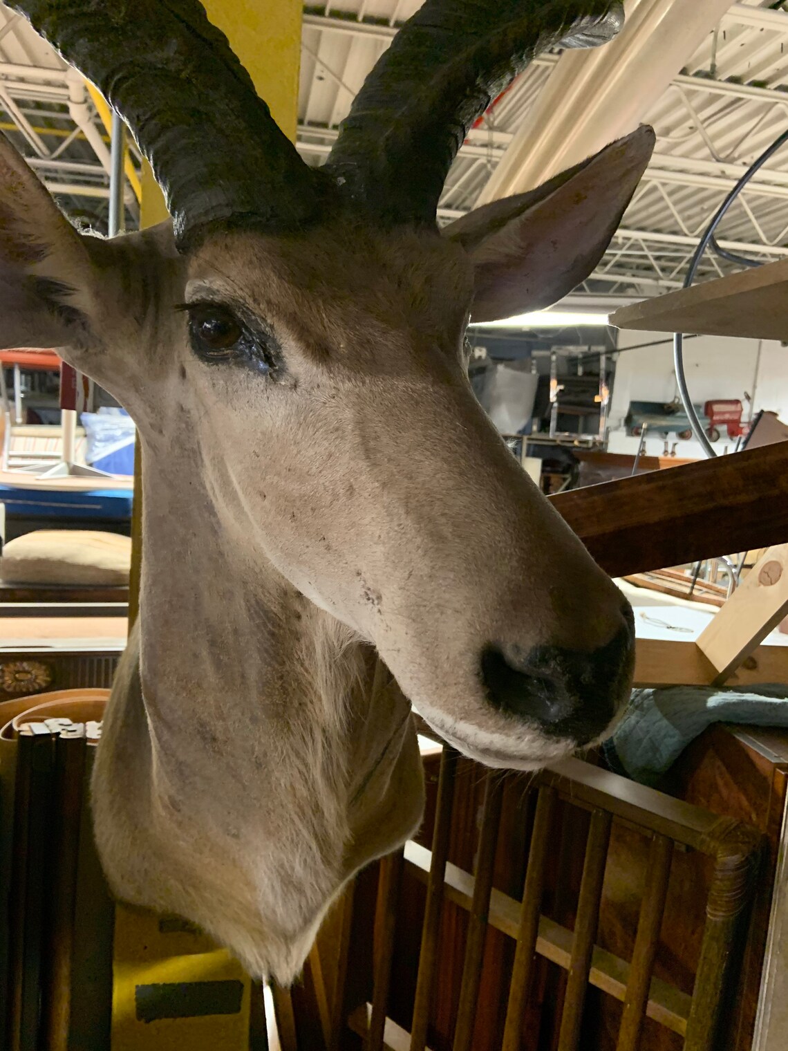 Vintage Greater Kudu Taxidermy Shoulder Mount Wall Decor | Etsy