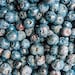 Blueberry Natural Dye Kit for 0.45lb Fabric, Steel Blue Color, Natural ...
