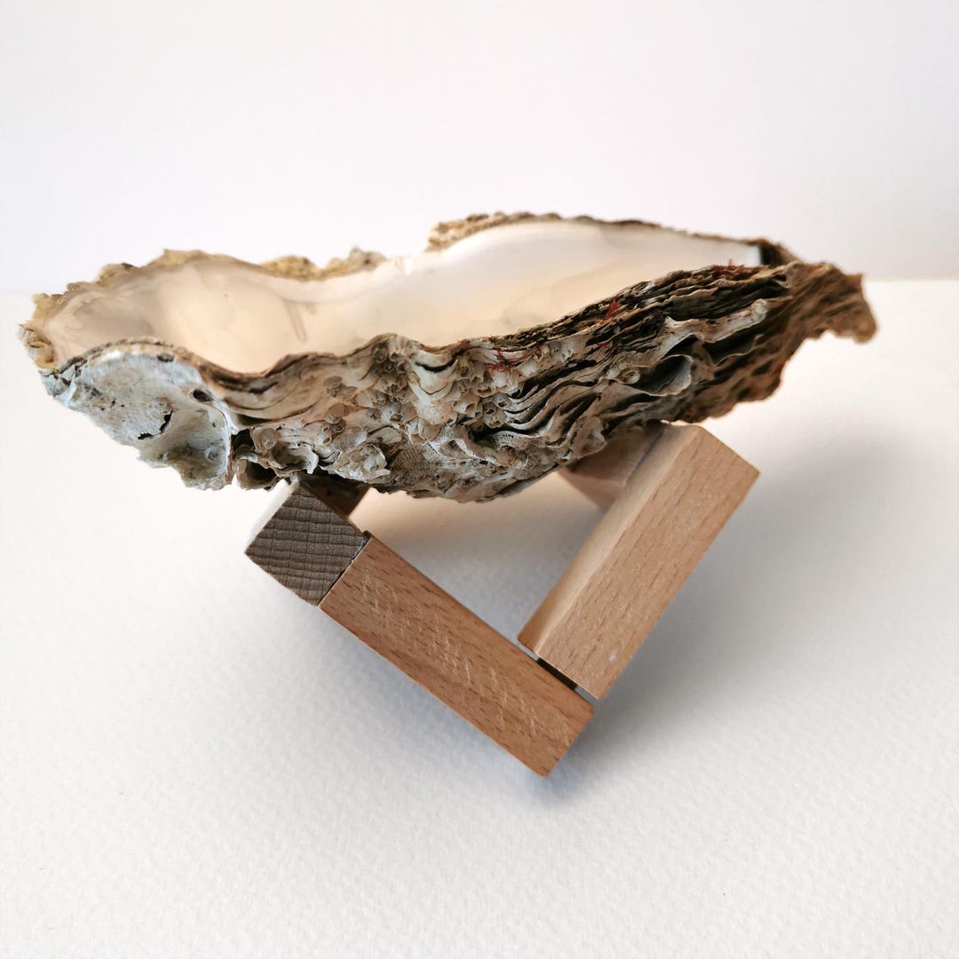Natural Shell Jewelry Holder on Wooden Stand – Elegant Jewelry ...