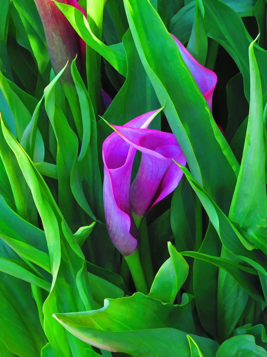Original Photography Purple Calla Lily Photo Calla Lilly Photograph ...