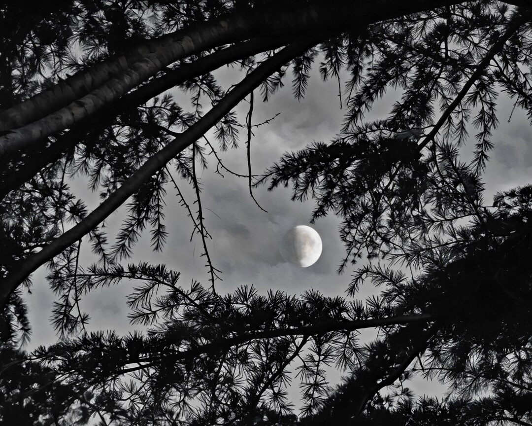Monochrome Moon in Tree Photograph Oil Painting Print of Moon Moon ...