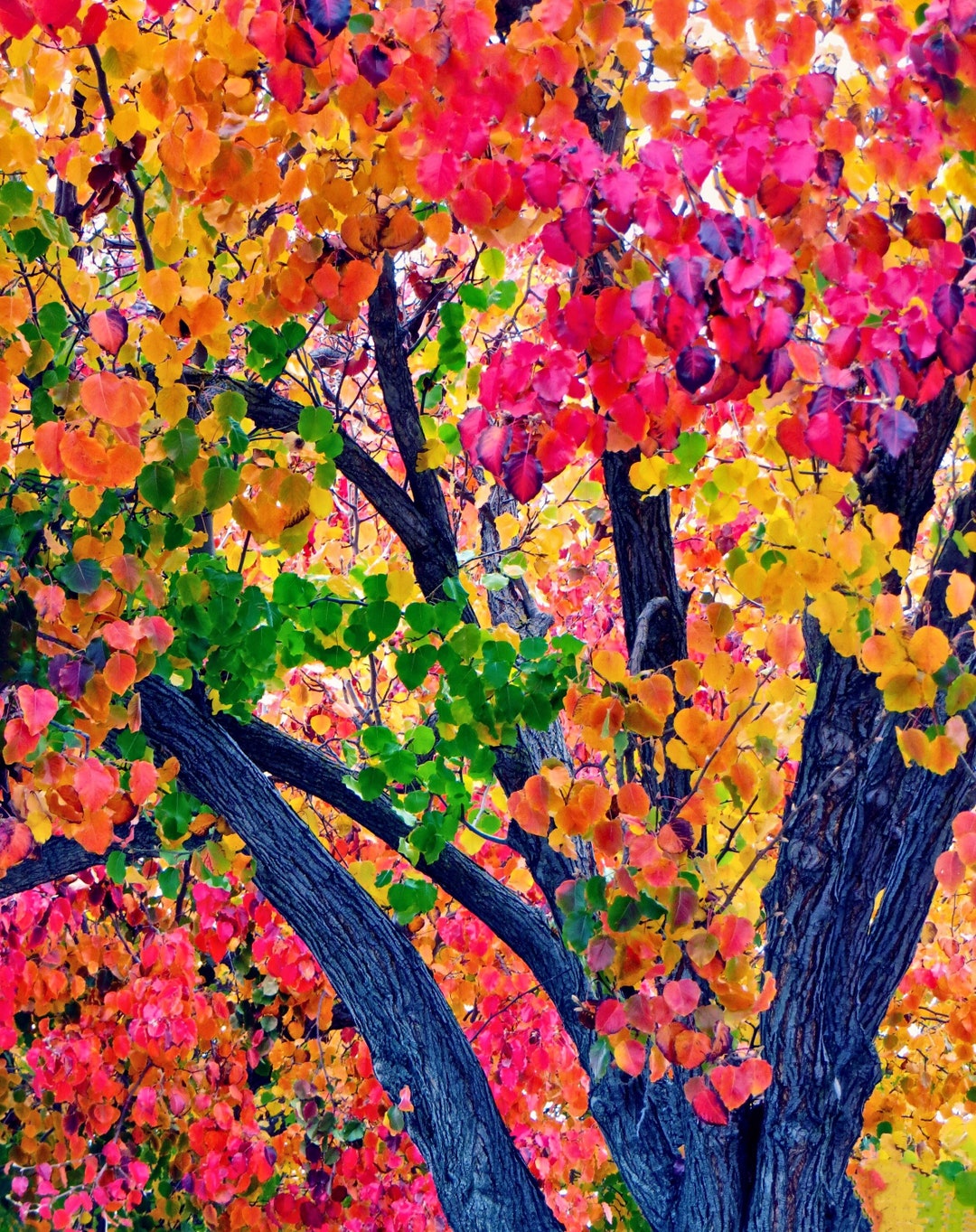 Autumn Tree Original Photography Tree Wall Décor Colorful Tree Wall Art ...