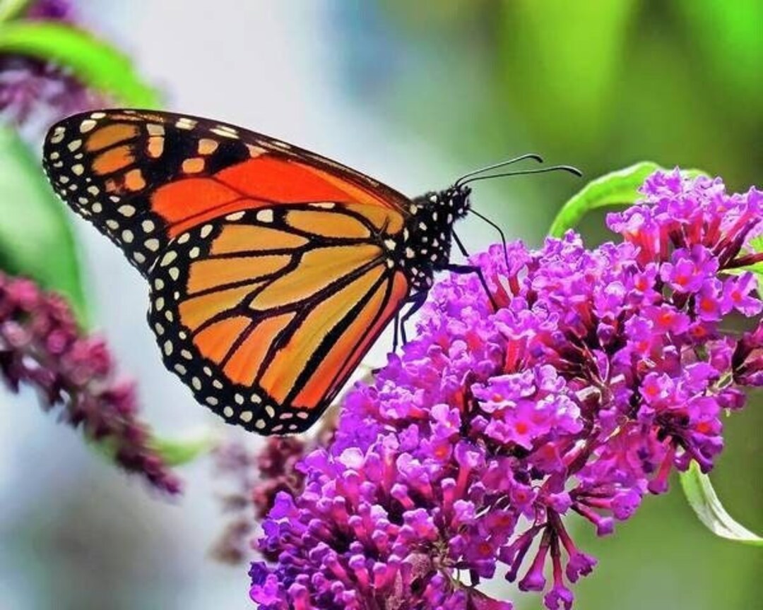 Original Photography Monarch Butterfly Print Butterfly Wall Art ...