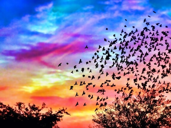 Birds Flying Sky Landscape