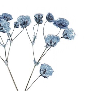 Printable Art,botanical Prints,modern Farmhouse,farmhouse Decor,blue ...