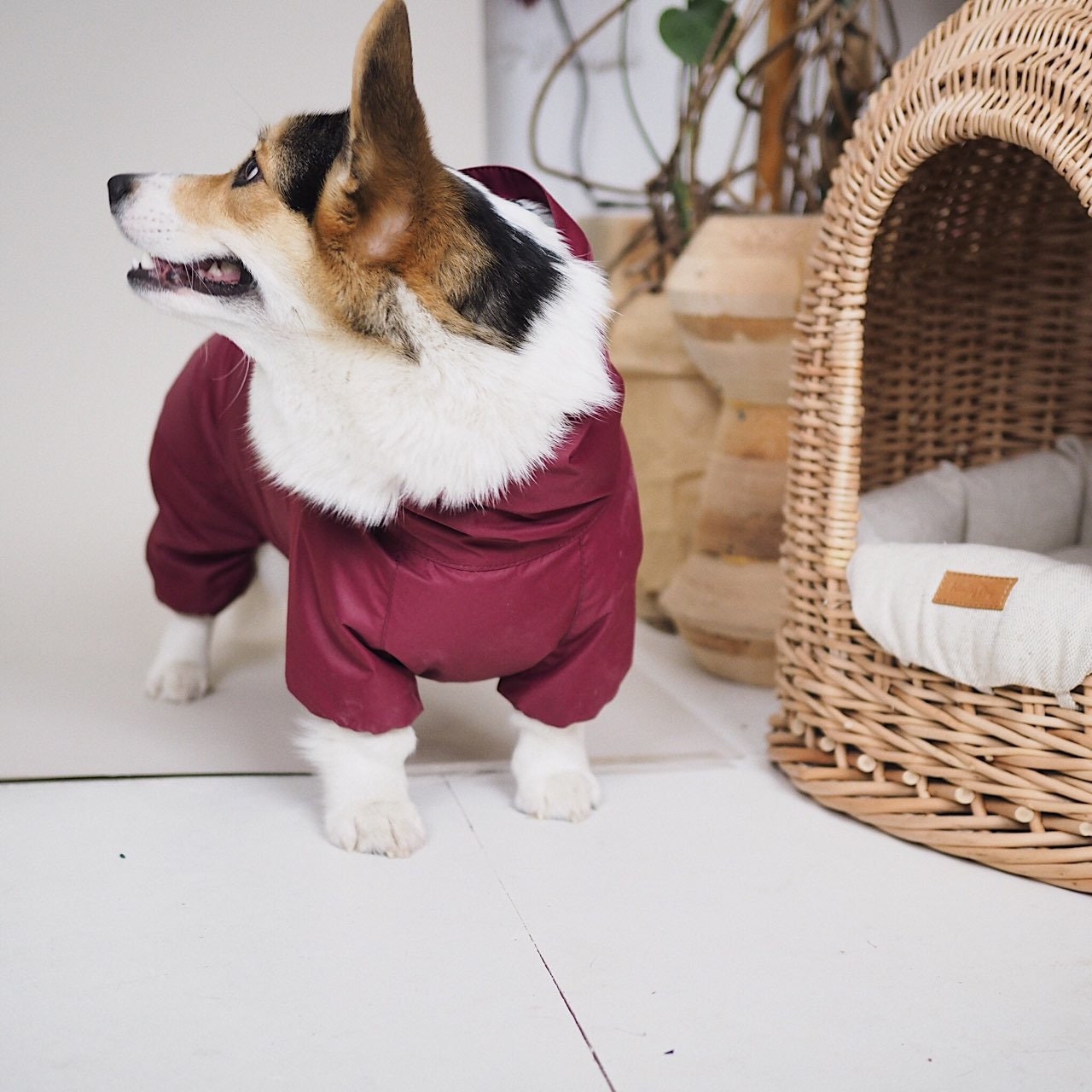 Dog Jumpsuit Wine Dog Jacket Dog Winter Clothes | Etsy