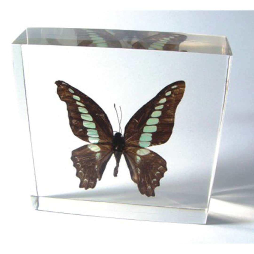 Butterfly Paperweight Real Blue Bottle Butterfly in Resin - Etsy