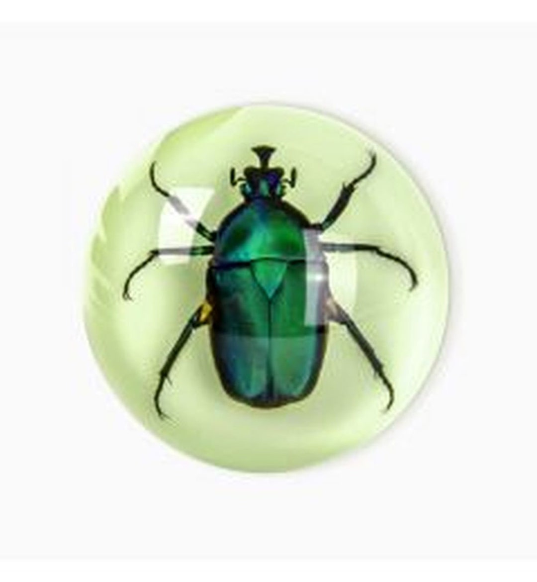 Green Rose Chafer Beetle Aka Junebug Emerald Green Glow in the Dark ...