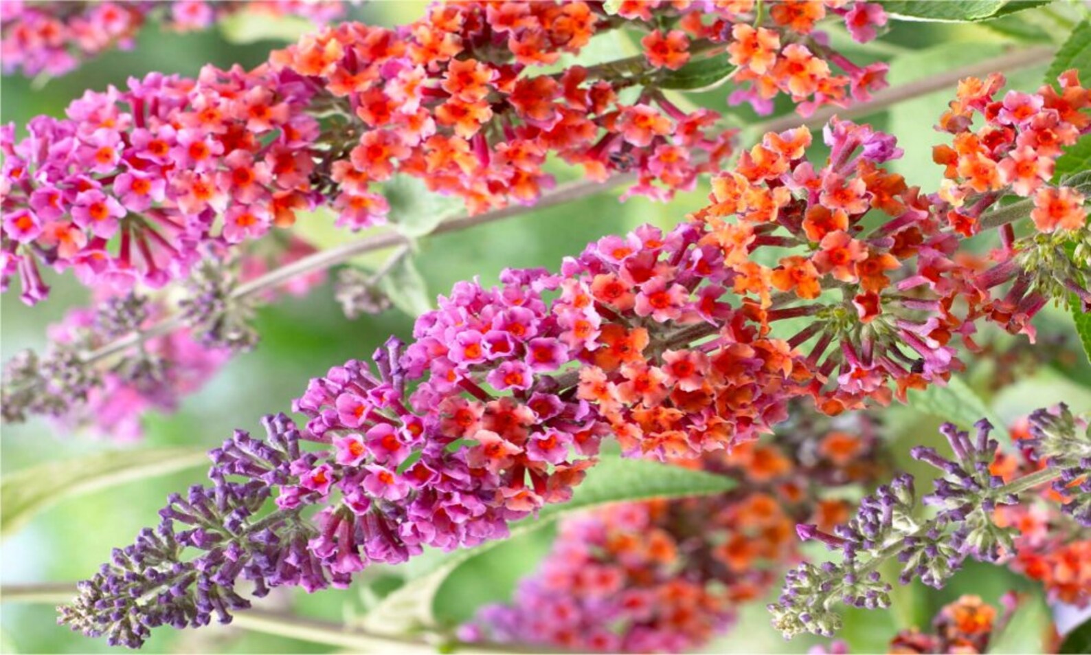 Buddleia Flower Power Amazing Bicolor Flowered Butterfly | Etsy
