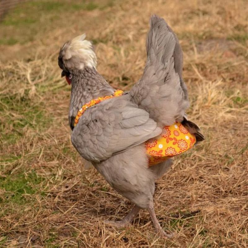 Chicken Diaper - Etsy