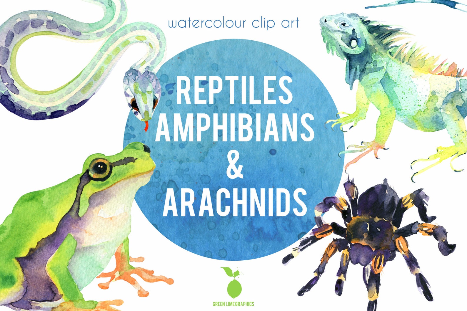 Watercolour Reptiles Clipart Amphibians Snakes Clipart | Etsy