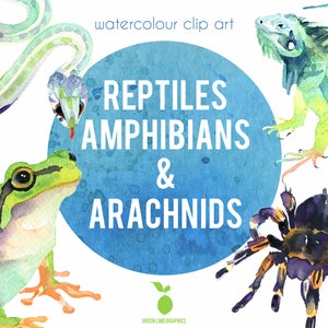 Watercolour Reptiles Clipart, Amphibians, Snakes Clipart, Spiders ...