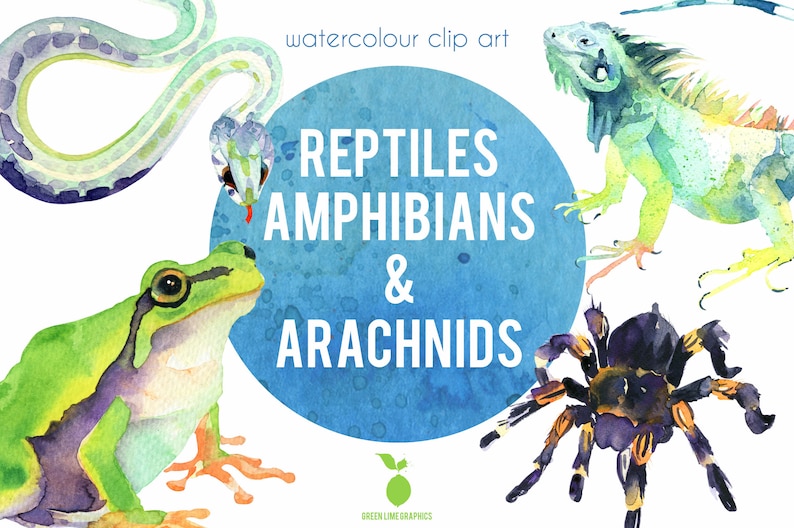 Watercolor Reptiles Clipart: Snakes, Lizards, Frogs (PNG Digital ...