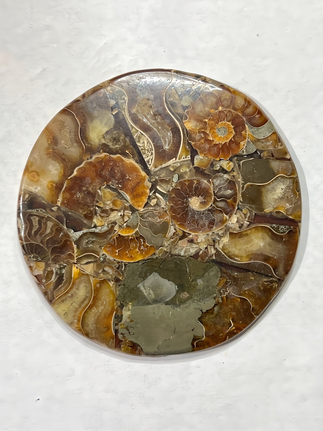 Natural Ammonite Fossil Shell Plate Disk Conch Collection , Rare ...