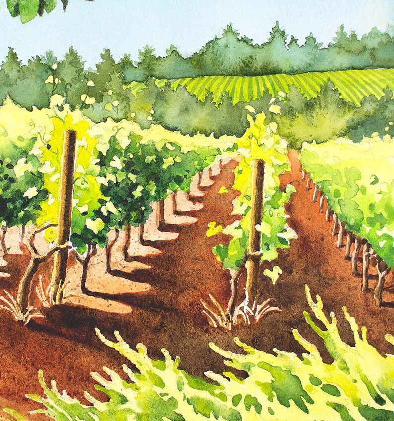 Vineyard Art Print "radiant Rows of Pinot" Watercolor Landscape ...
