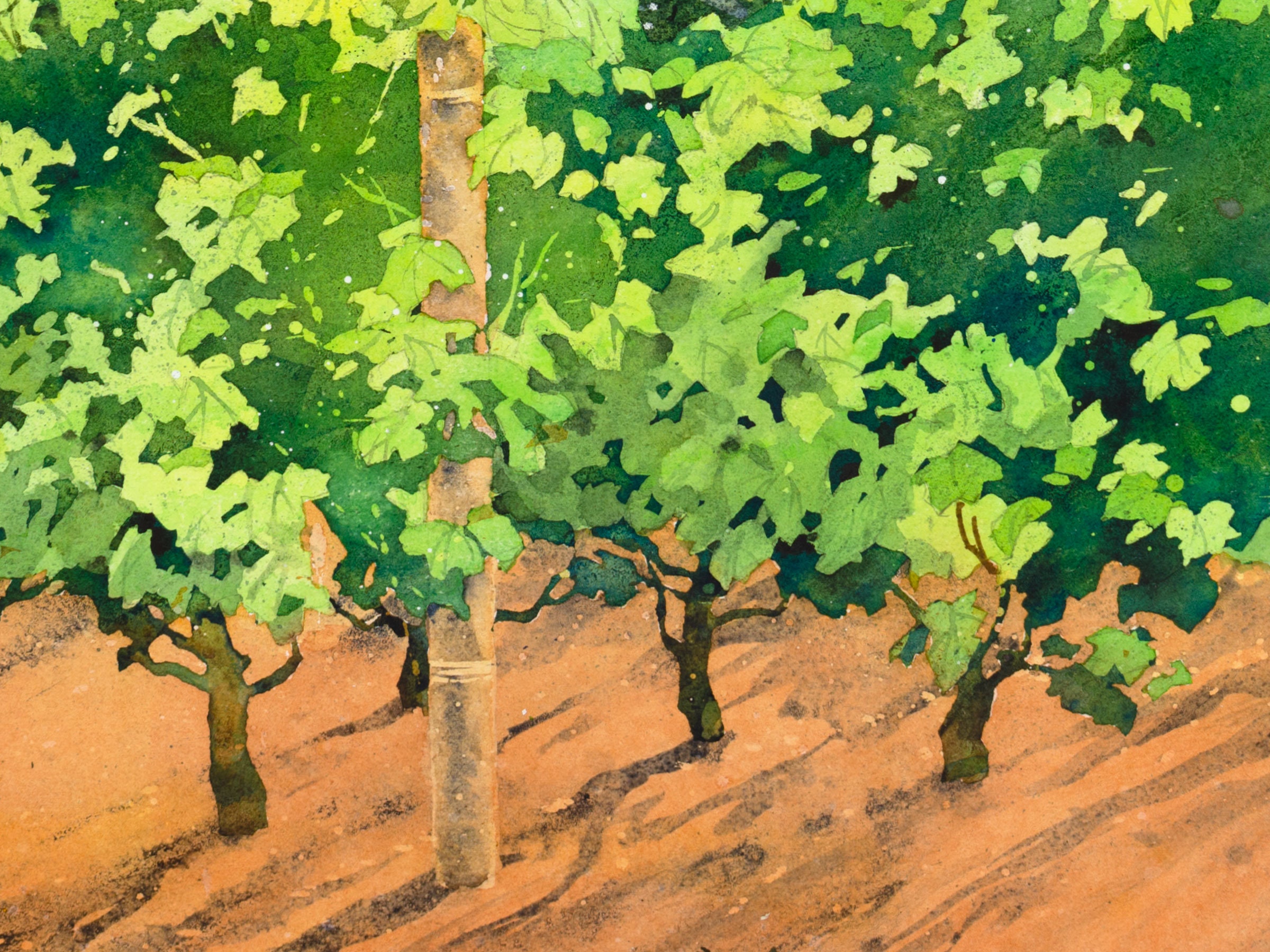 Vineyard Art Print floating Over Valley Vineyards - Etsy