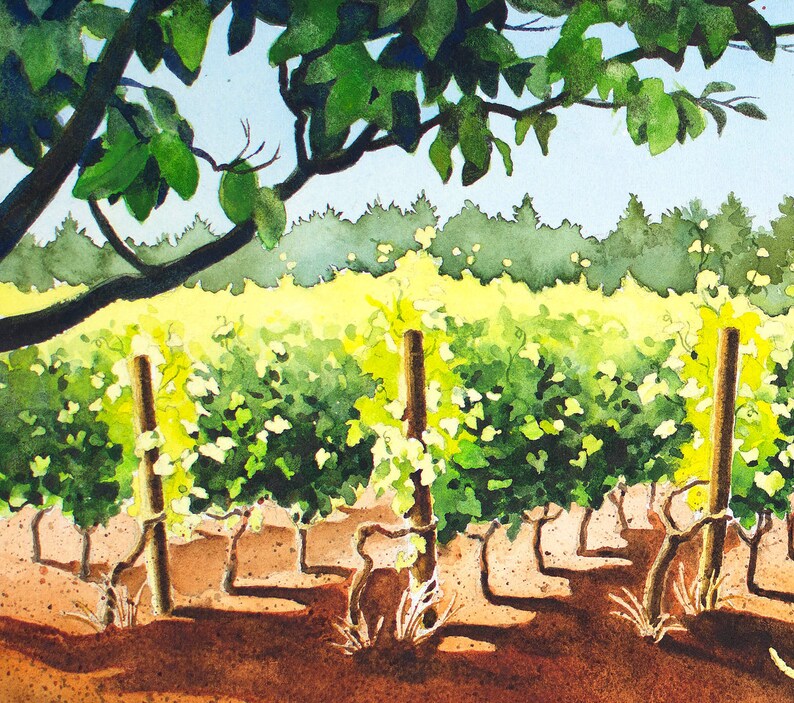 Vineyard Art Print "radiant Rows of Pinot" Watercolor Landscape ...