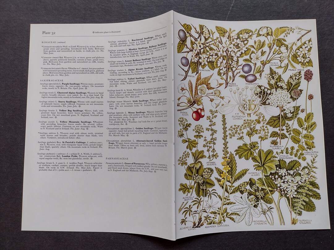 Pack 2. 10 Vintage Flower Book Pages Ephemera Scraps - Etsy