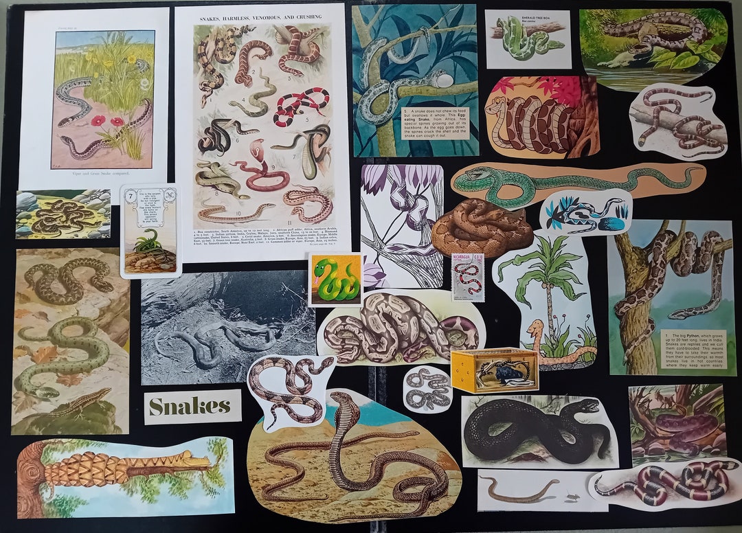 Vintage 30 Piece Snake Themed Paper Ephemera Inspiration Scrap Pack ...