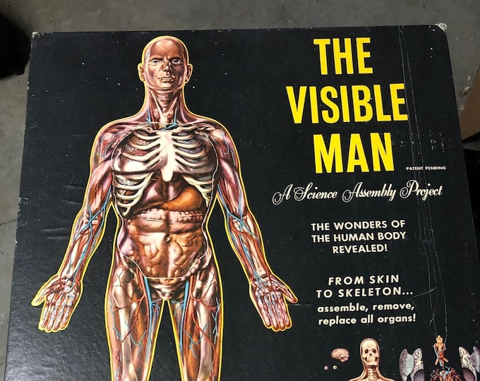 Visible Man Kit. Renwal Model Kit No. 800. Science Assembly Project - Etsy