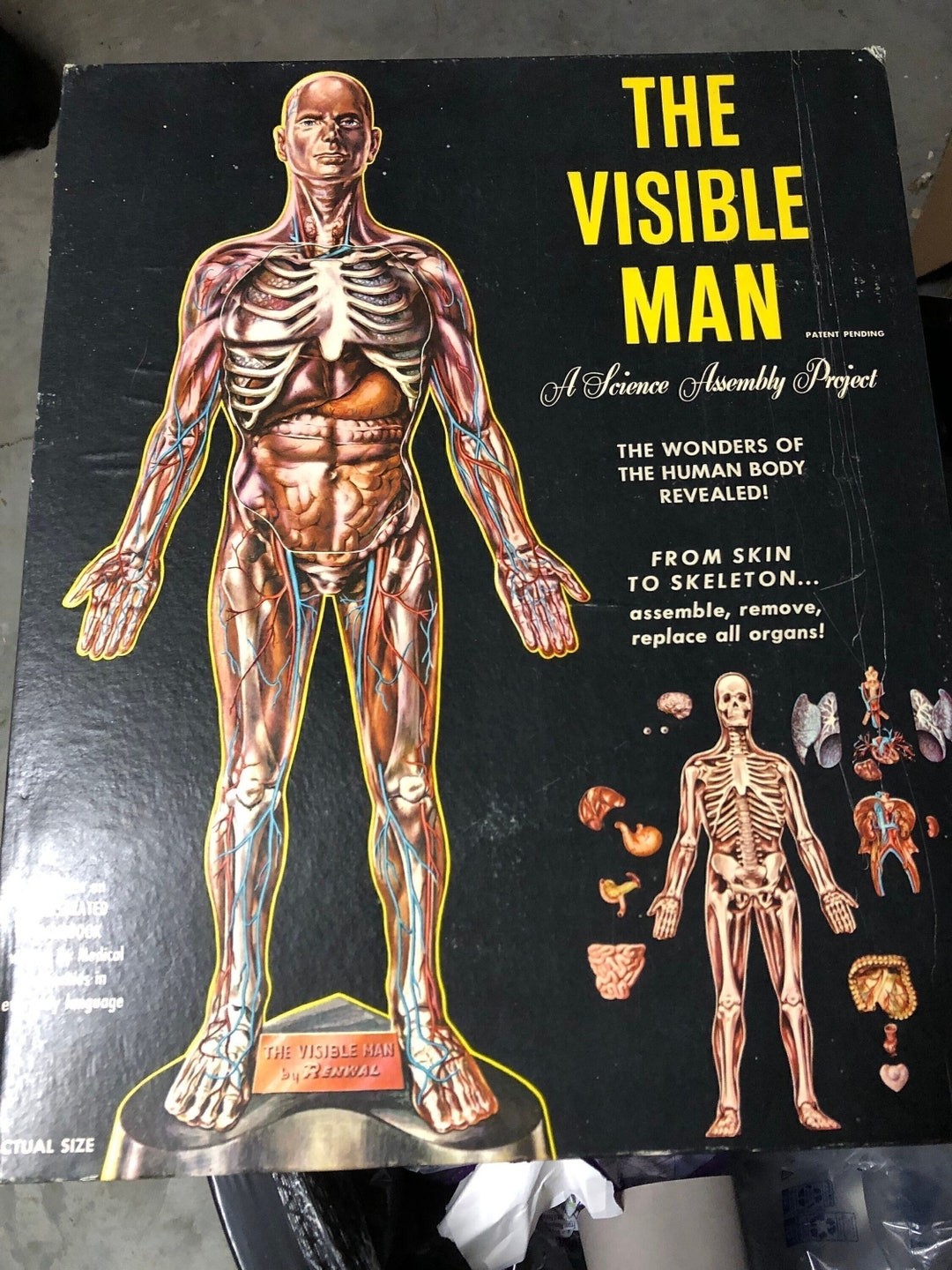 Visible Man Kit. Renwal Model Kit No. 800. Science Assembly Project - Etsy