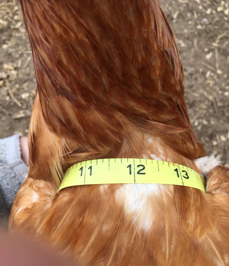 Chicken Saddle Chicken Apron DELUXE Rooster Protection | Etsy