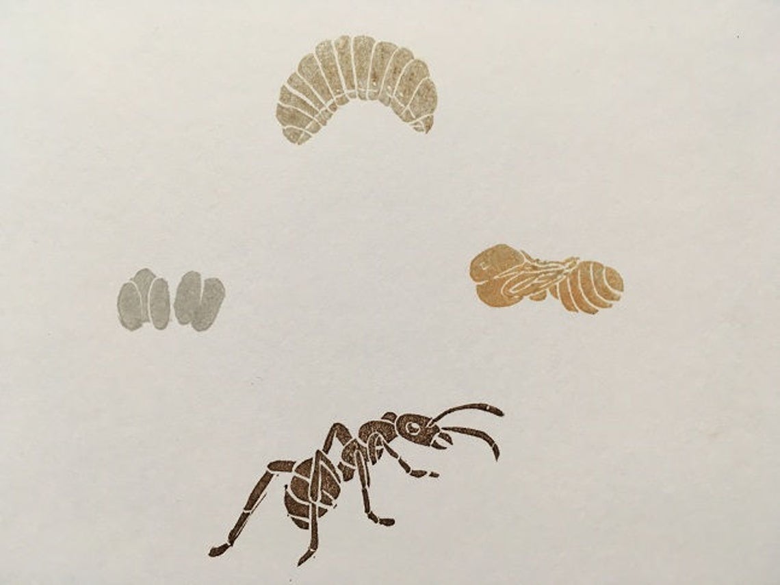 Ant life cycle stamp set hand carved/ montessori inspired | Etsy