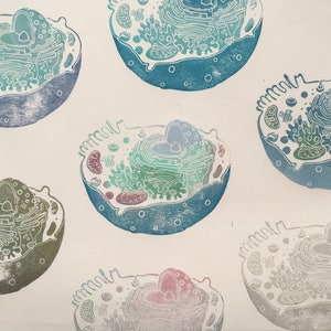 Structure of a Cell Hand Carved Rubber Stamp, Human Anatomy Art ...