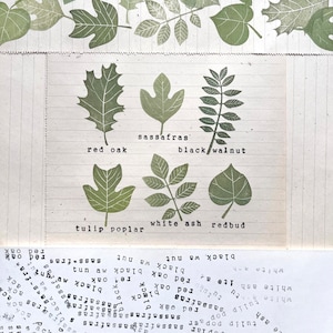 Common Trees Stamp Set, Hand Carved Botanical Stamp Set, Montessori ...