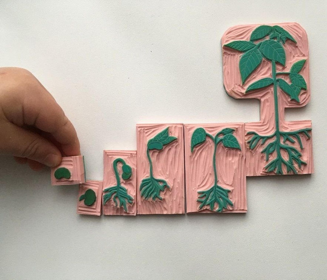 The Life Cycle of a Bean Plant Rubber Stamps Set, Educational Art ...
