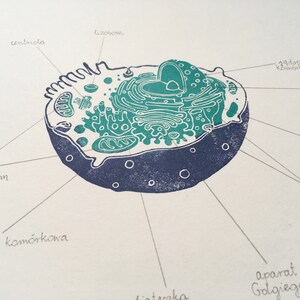 Structure of a Cell Hand Carved Rubber Stamp, Human Anatomy Art ...
