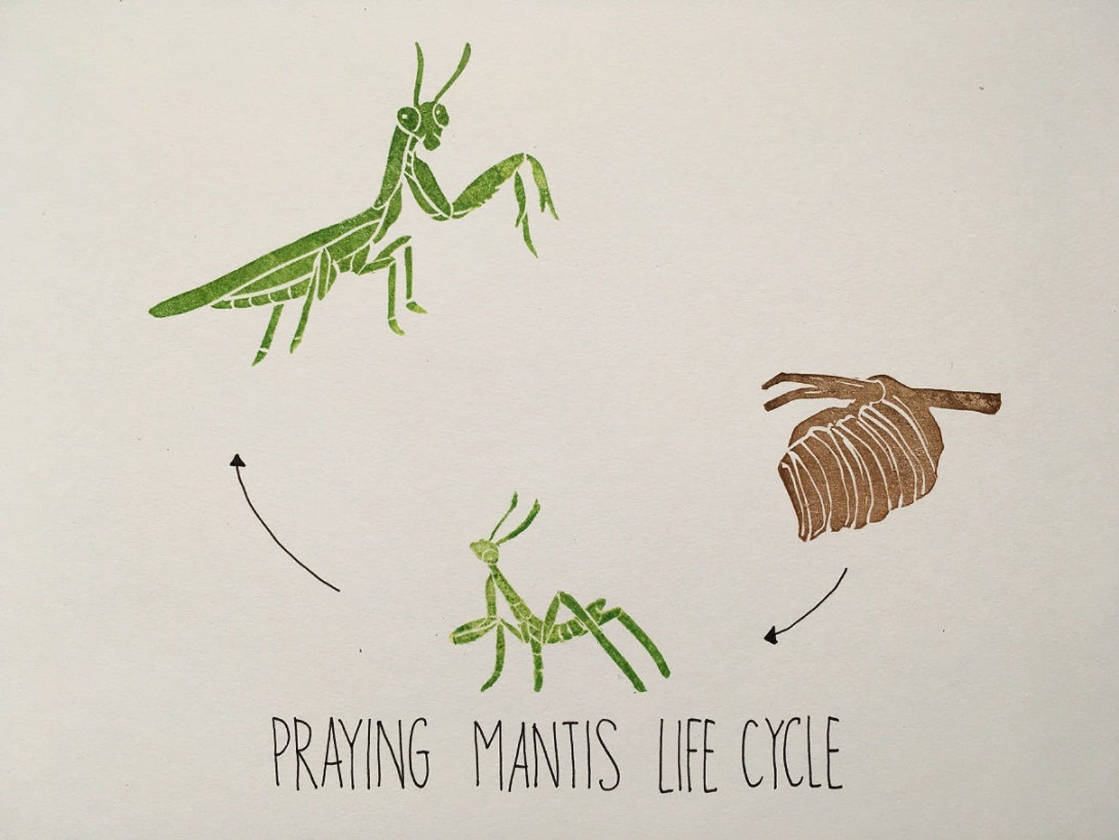 Praying Mantis Life Cycle Set of 3 Stamps / Montessori - Etsy