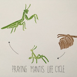 Praying Mantis Life Cycle Set of 3 Stamps, Montessori Supplies, Biology ...