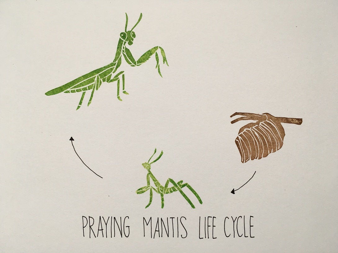 Praying Mantis Life Cycle Set of 3 Stamps, Montessori Supplies, Biology ...