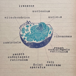 Structure of a Cell Hand Carved Rubber Stamp, Human Anatomy Art ...