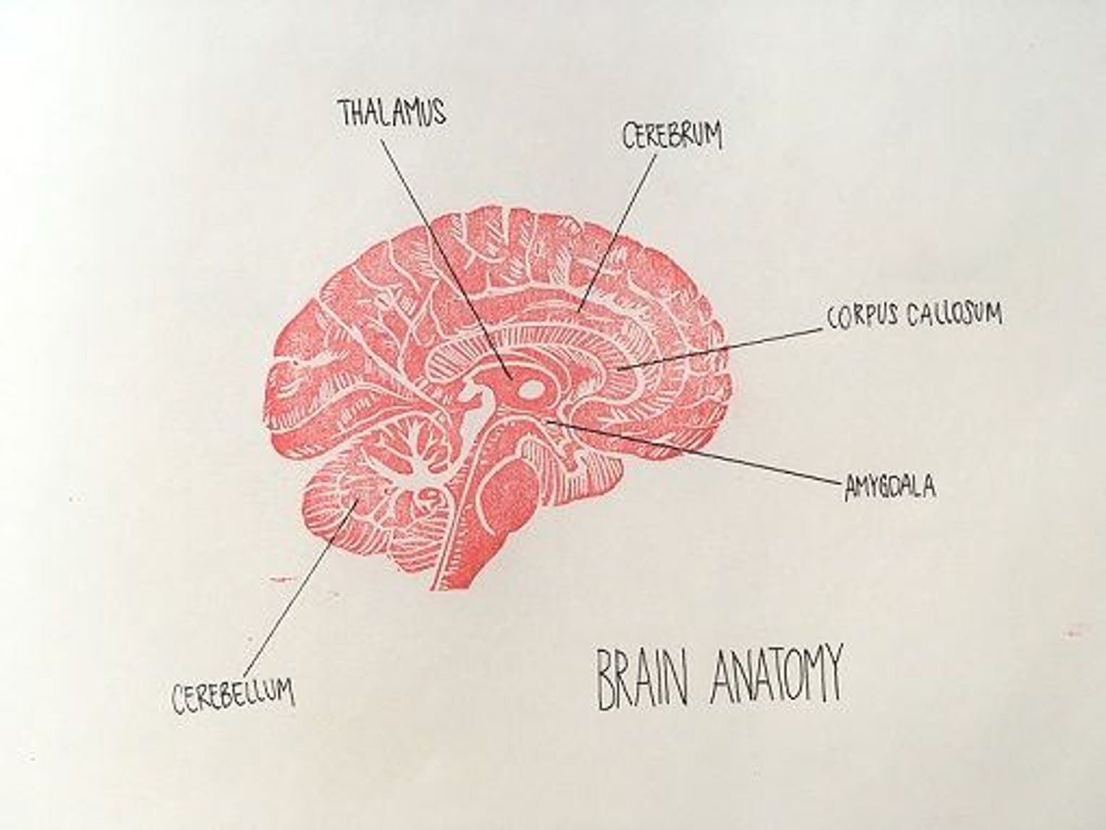 Anatomical Brain Hand Carved Rubber Stamp - Etsy