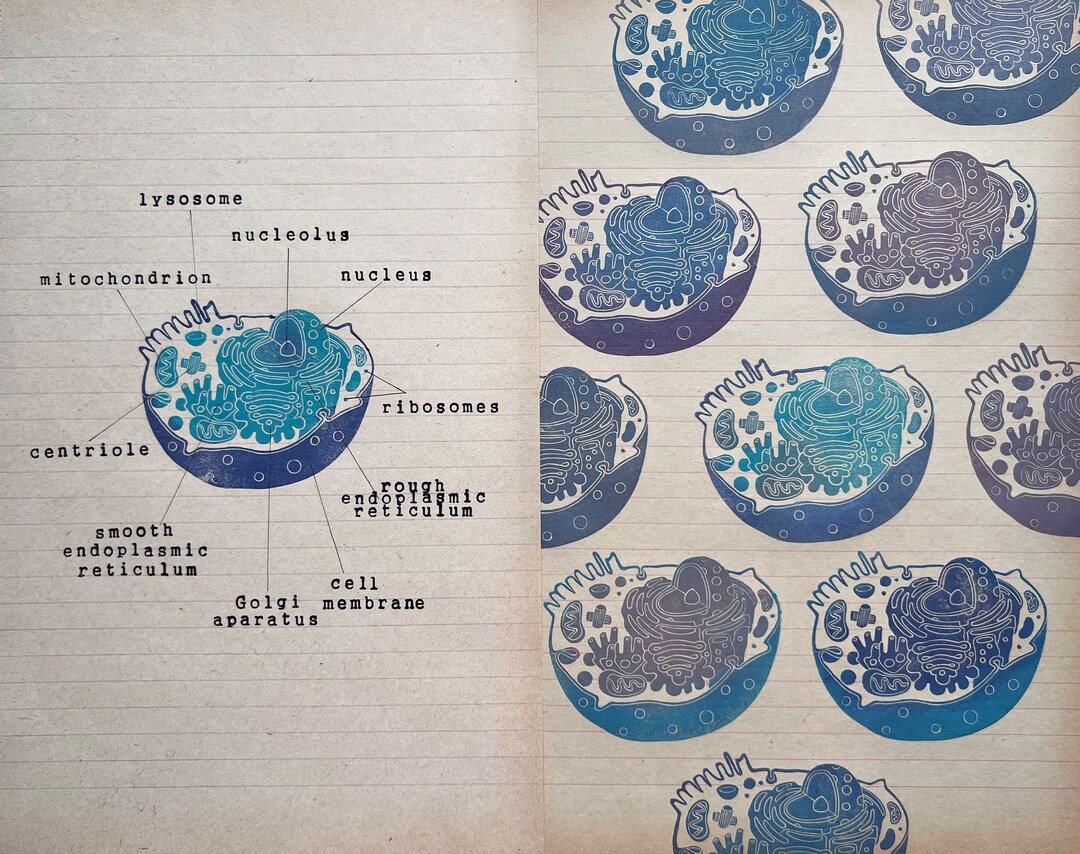 Structure of a Cell Hand Carved Rubber Stamp, Human Anatomy Art ...