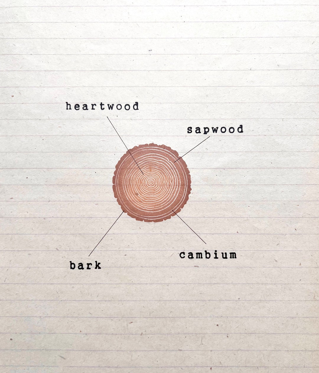 Anatomy of a Tree, Structure of Timber Stamp, Tree Rings, Montessori ...