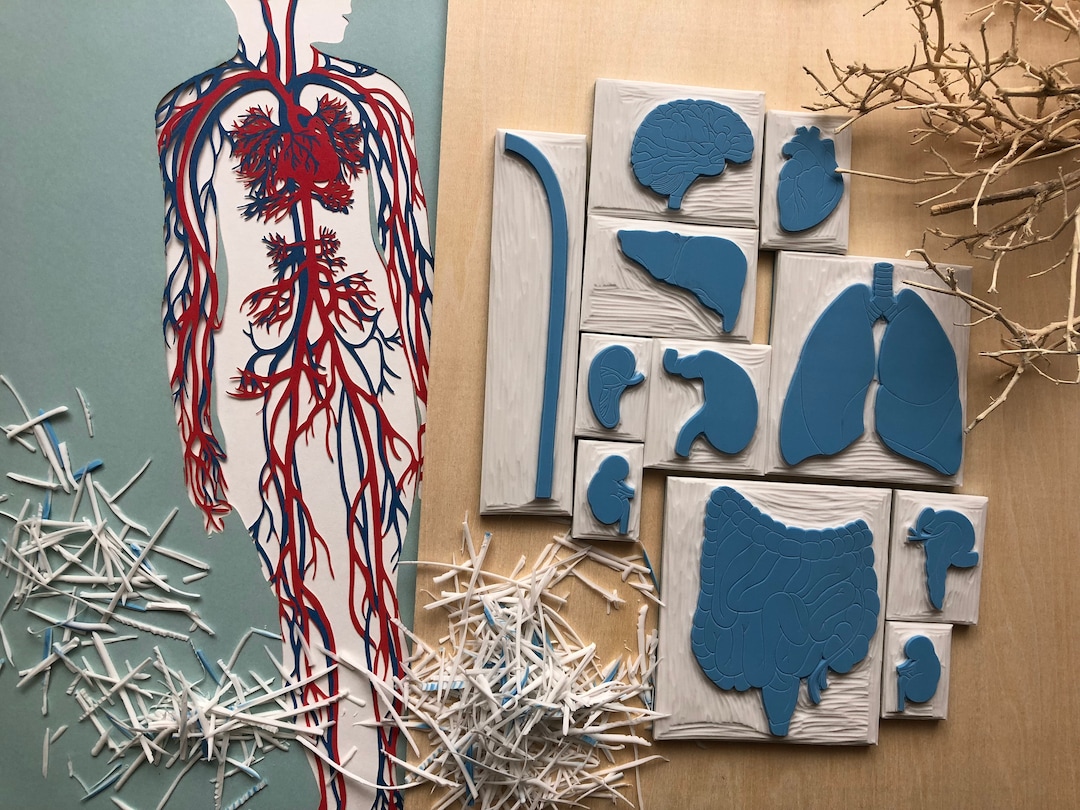 Human Anatomy Art, Human Anatomy Hand Carved Stamps, Biology Crafts for ...