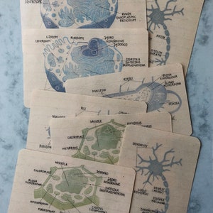 Bacteria Cell Anatomy Stamp, Structure of a Prokaryotic Cell ...
